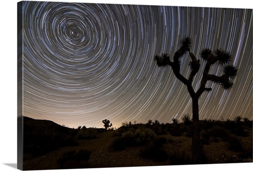 Star trails and Joshua trees in Joshua Tree National Park, California ...