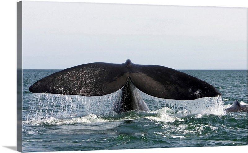 Tail fluke of a southern right whale. The tail of a small whale calf is ...
