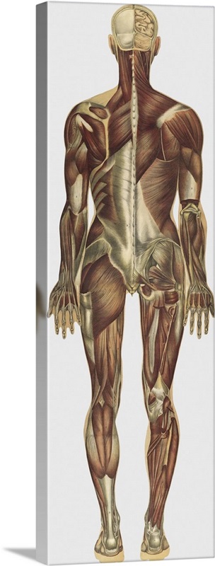 The human body with superimposed colored plates by Julien Bougle ...