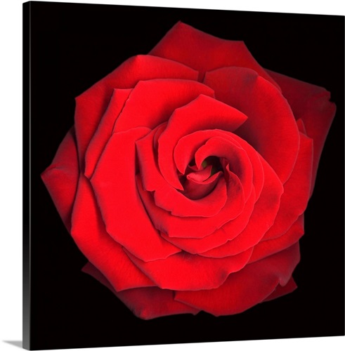 Perfect Rose | Great Big Canvas