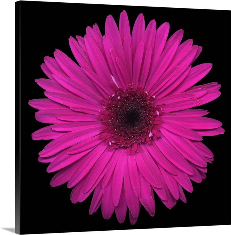 Pink Gerbera | Great Big Canvas