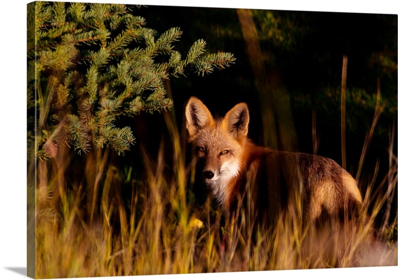 Fox Stare | Great Big Canvas