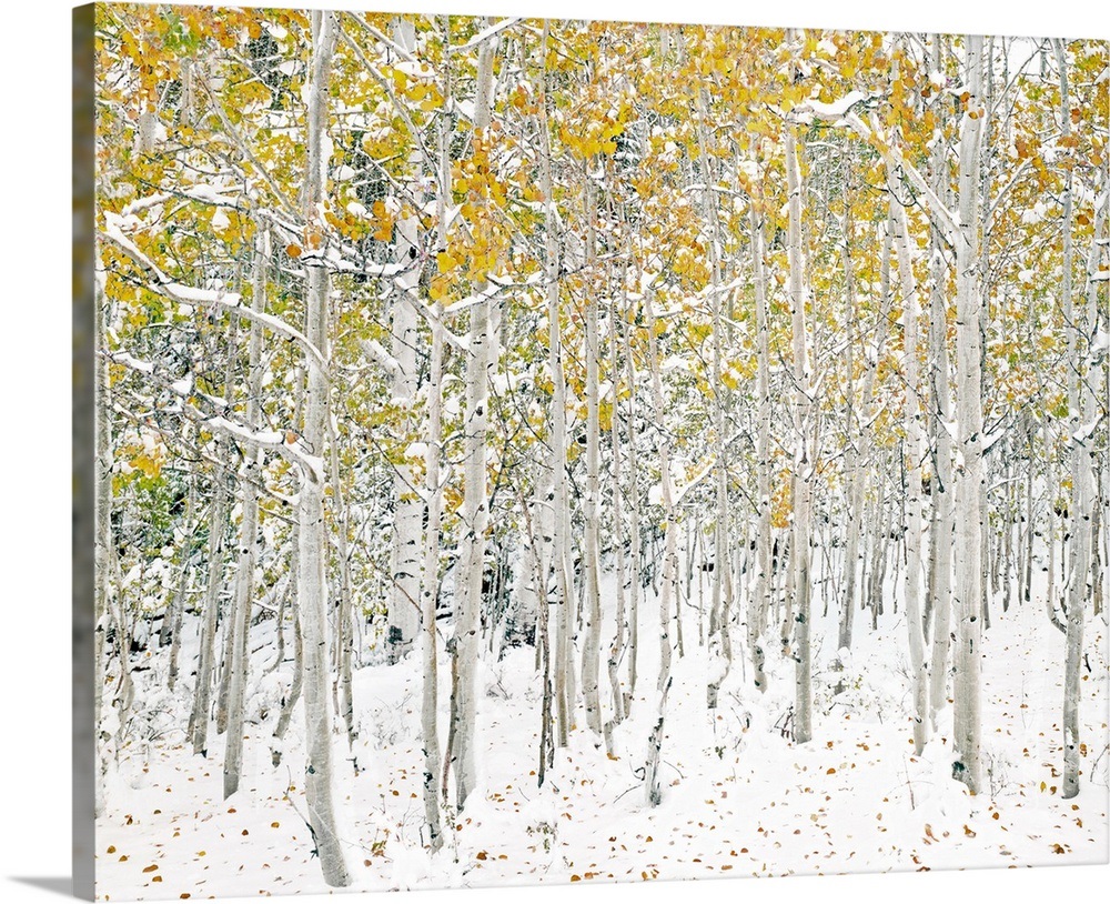 Quaking Aspens Wall Art, Canvas Prints, Framed Prints, Wall Peels ...