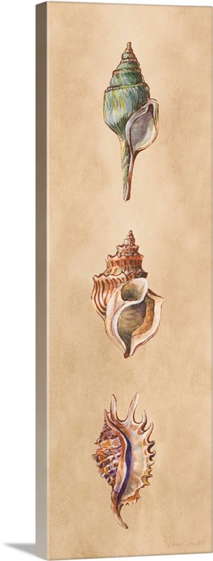 Seashells Panel I | Great Big Canvas