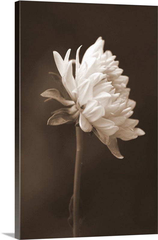 Sepia Flower I | Great Big Canvas