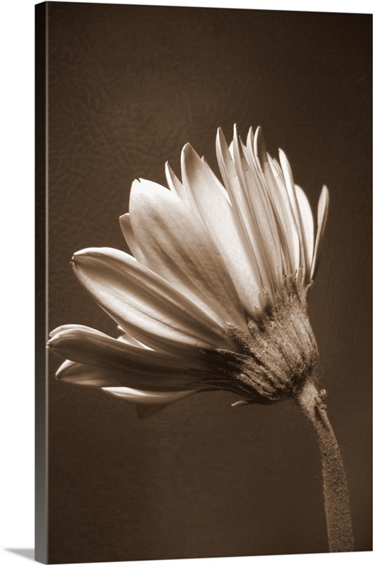 Sepia Flower II | Great Big Canvas