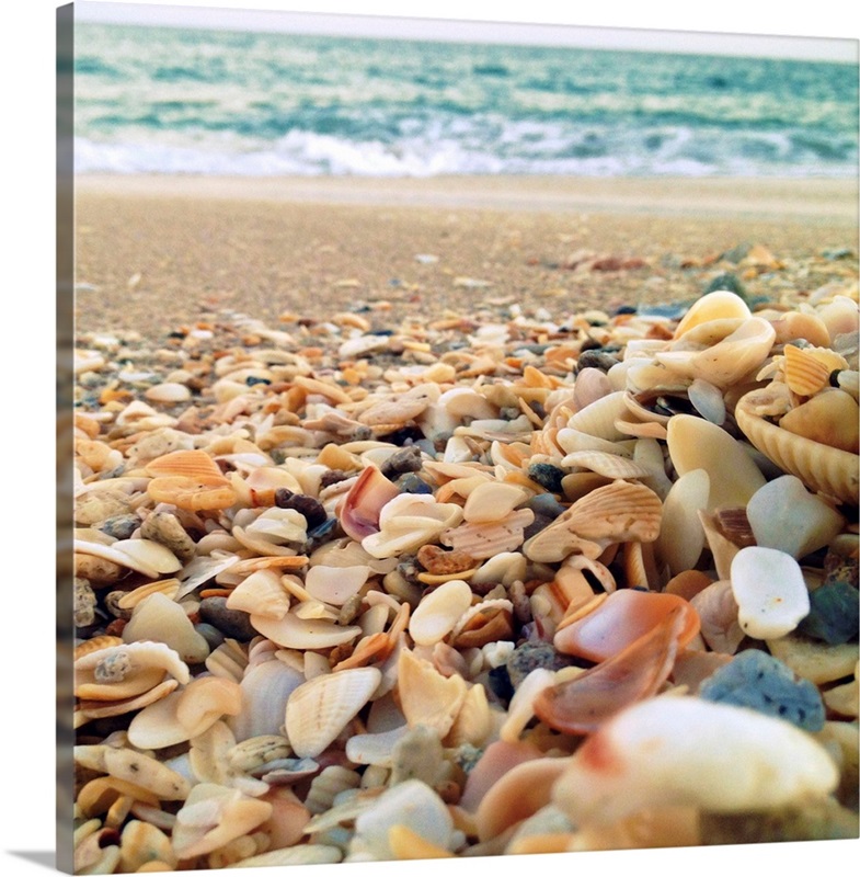 Shells Beach I | Great Big Canvas
