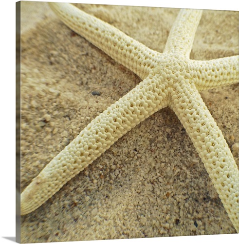 Starfish Wall Art, Canvas Prints, Framed Prints, Wall Peels | Great Big ...