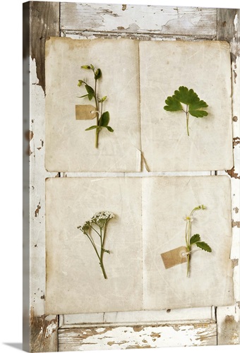 Botanical Board III | Great Big Canvas