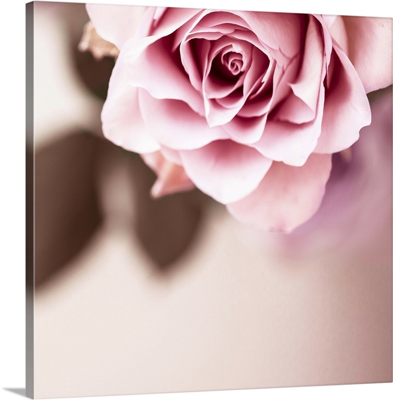 Pink Rose Wall Art, Canvas Prints, Framed Prints, Wall Peels | Great ...