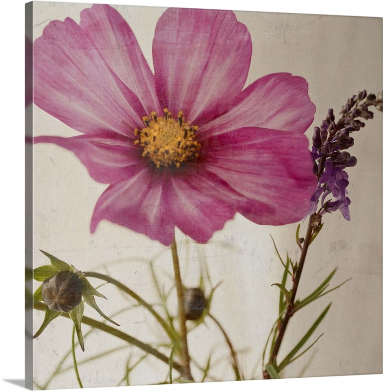 Single Cosmos | Great Big Canvas