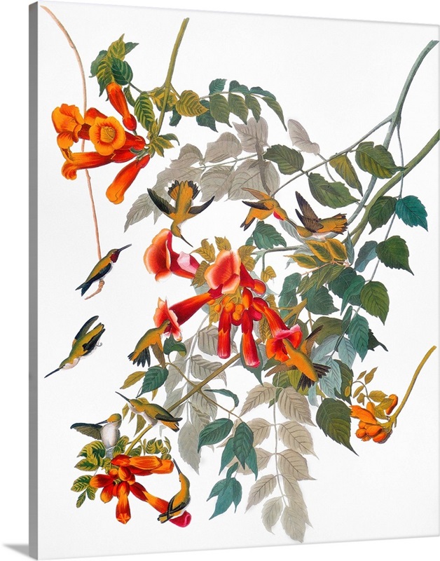 Audubon: Hummingbird | Great Big Canvas