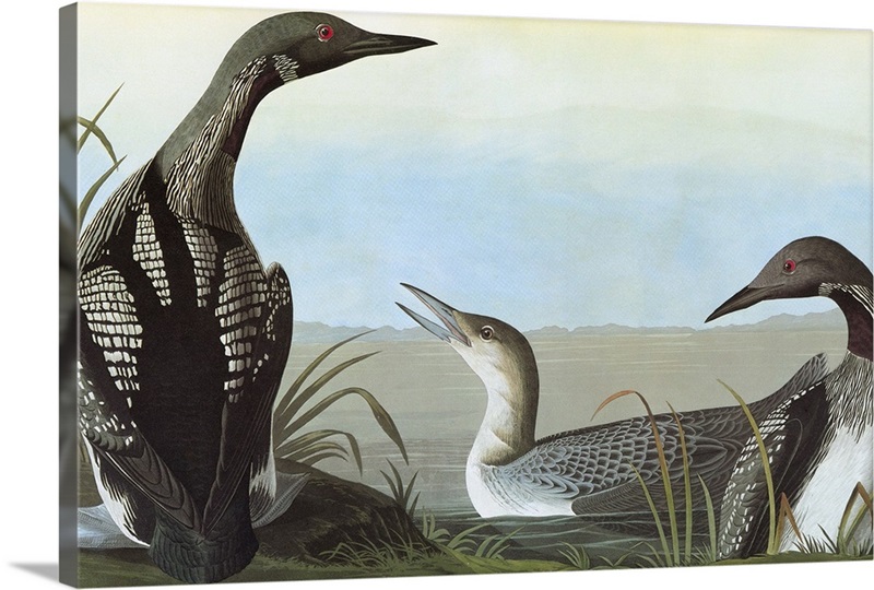 Audubon: Loon | Great Big Canvas