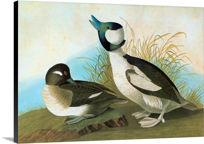 Bufflehead | Great Big Canvas