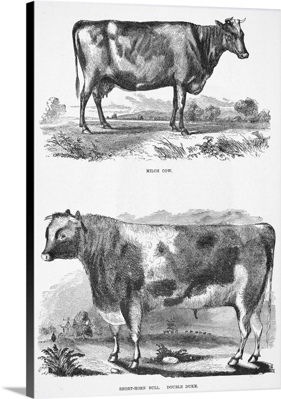 Cattle, 19th Century | Great Big Canvas