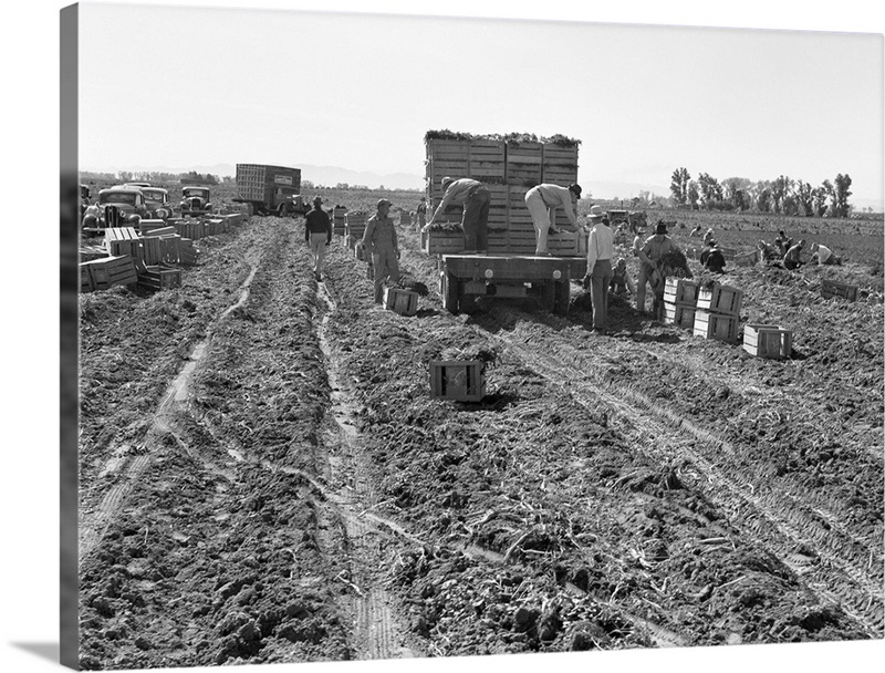 Commercial Farming, 1939 | Great Big Canvas