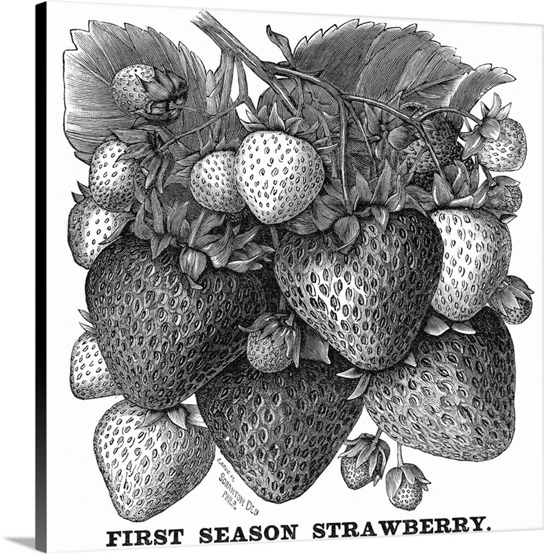 First Season Strawberry | Great Big Canvas
