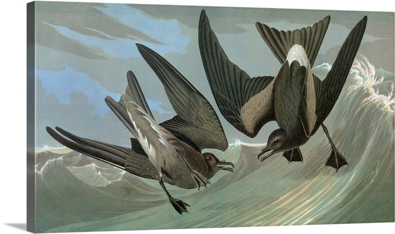 Leach's Storm Petrel | Great Big Canvas