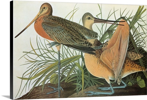 Marbled Godwit Wall Art, Canvas Prints, Framed Prints, Wall Peels ...