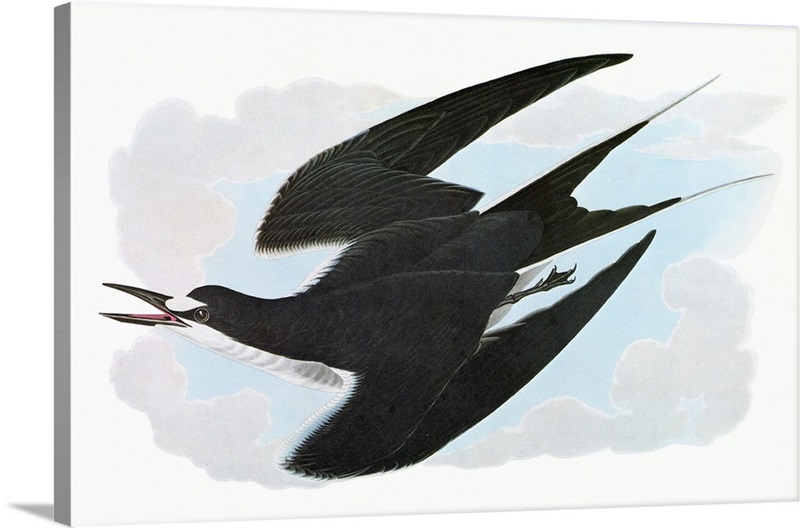 Sooty Tern | Great Big Canvas