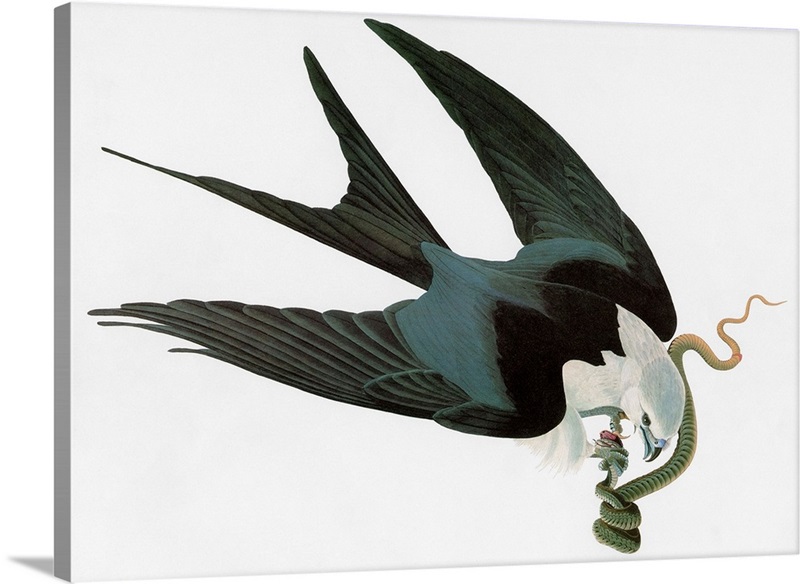 Swallow-tailed Kite | Great Big Canvas
