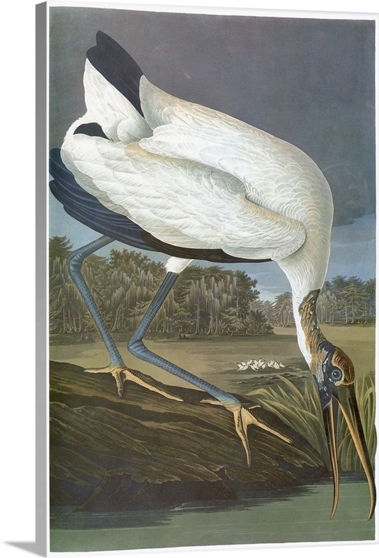 Wood Stork | Great Big Canvas