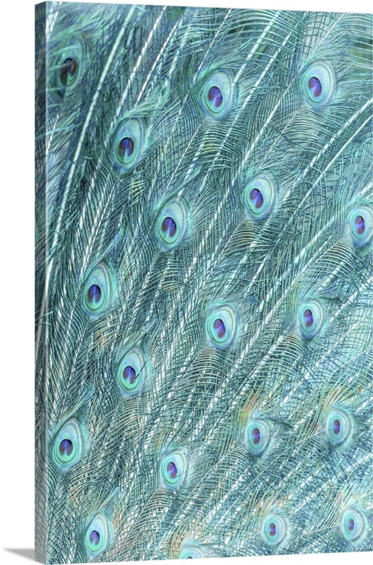 Bird's Of A Feather | Great Big Canvas