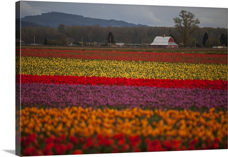 Color Field | Great Big Canvas