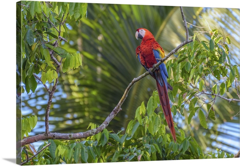 Macaw Perch | Great Big Canvas