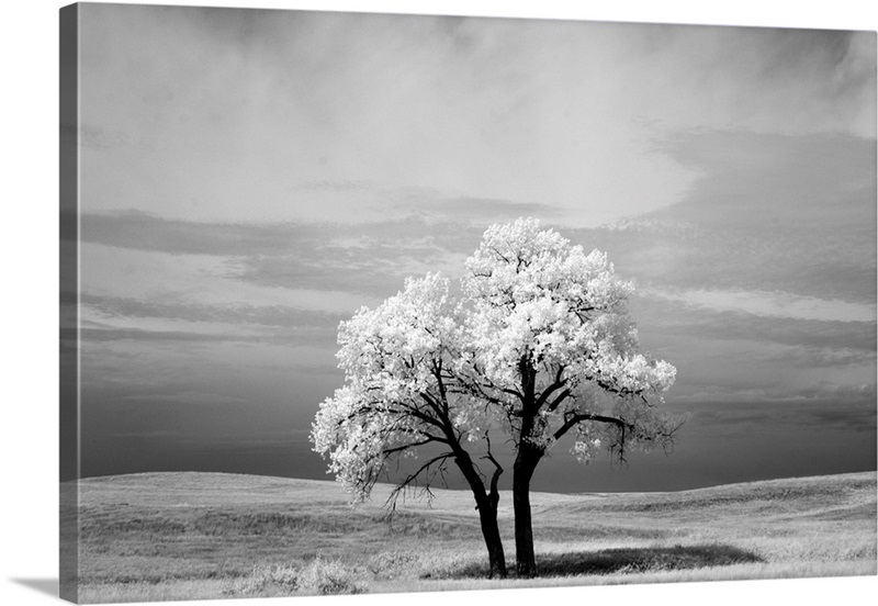 Badlands Tree | Great Big Canvas
