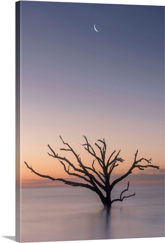 Crescent Moon Over Tree | Great Big Canvas