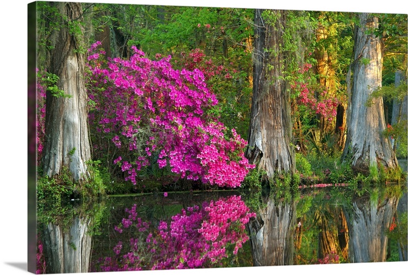 Cypress Swamp And Azalea | Great Big Canvas