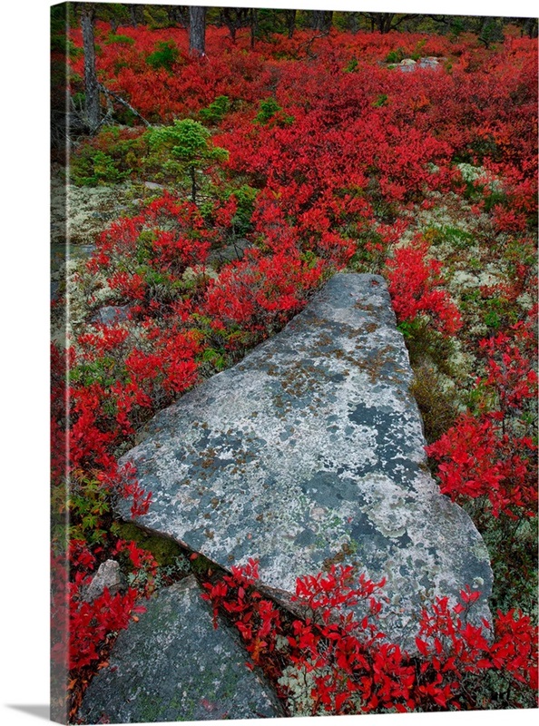 Fall Triangle | Great Big Canvas