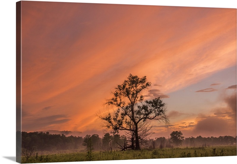 Sunset Tree Wall Art, Canvas Prints, Framed Prints, Wall Peels | Great ...