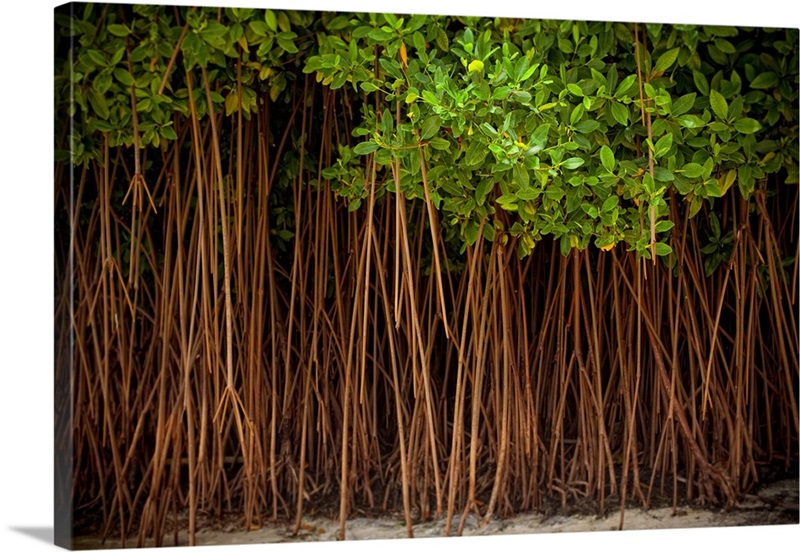 A forest of trees in the sand right off the beach in the Dominican ...