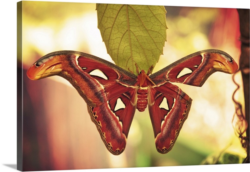 Attacus Atlas | Great Big Canvas