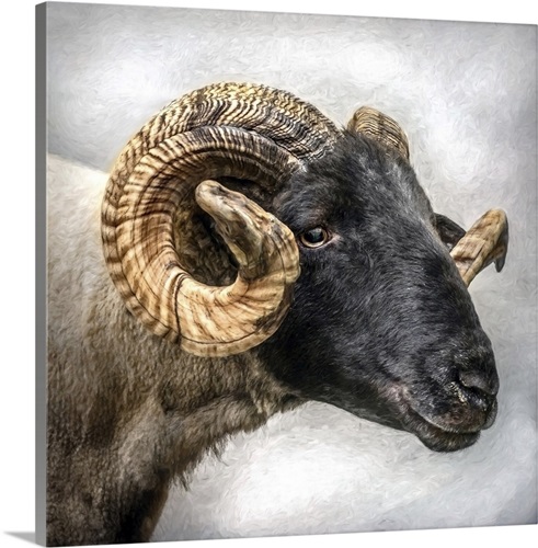 Black Faced Ram | Great Big Canvas
