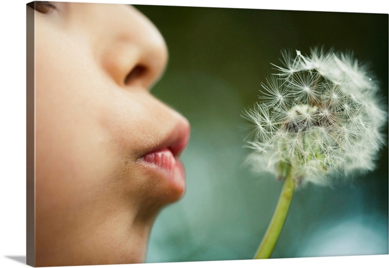 Blowing dandelions | Great Big Canvas