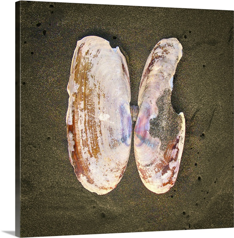 Clamshell Wall Art, Canvas Prints, Framed Prints, Wall Peels | Great ...