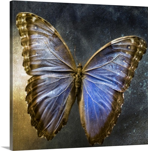 Creative image of a mounted exotic butterfly Wall Art, Canvas Prints ...