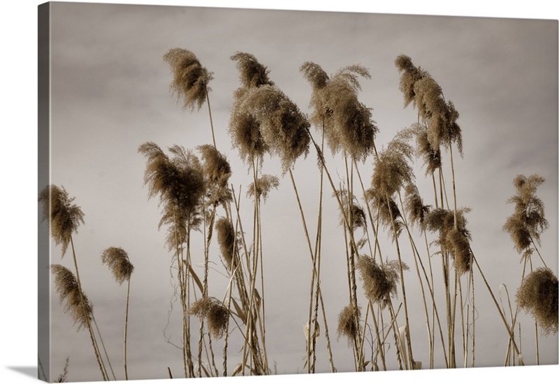 Ditch Reed | Great Big Canvas