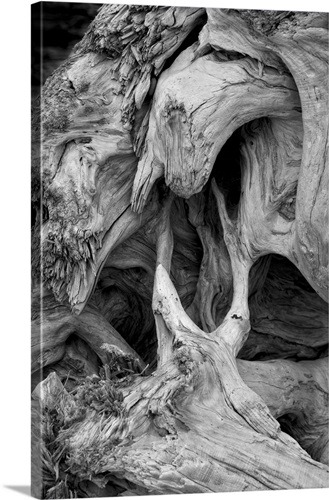 Driftwood Roots Wall Art, Canvas Prints, Framed Prints, Wall Peels ...