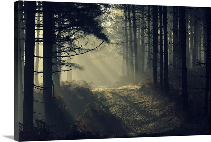 Forest Beam | Great Big Canvas