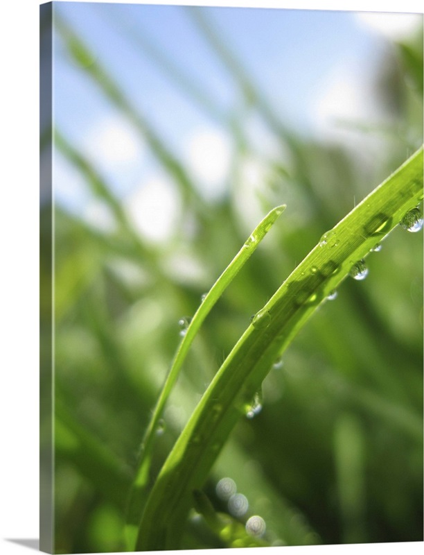 Grass and Dew | Great Big Canvas