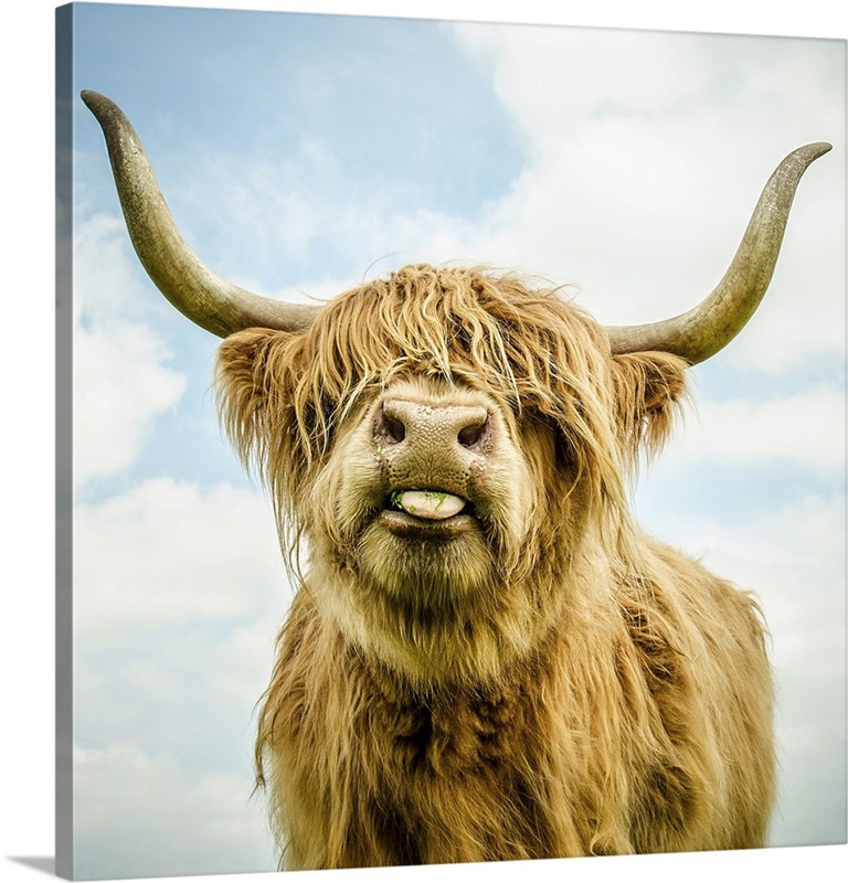 Harry The Highland Cow | Great Big Canvas