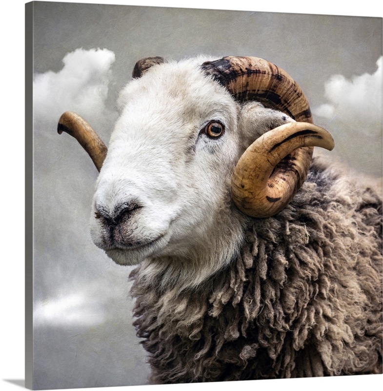 Herdwick Ram | Great Big Canvas