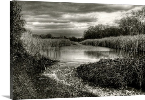 Marsh reeds in the countryside | Great Big Canvas
