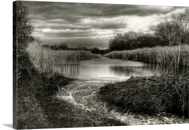 Marsh reeds in the countryside | Great Big Canvas
