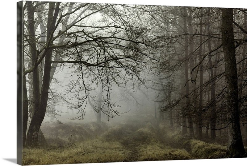 Misty dawn in the New Forest, Hampshire, England | Great Big Canvas