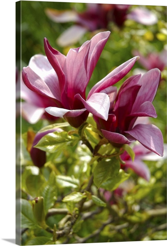 Pink Magnolia Flowers in Summer Garden | Great Big Canvas